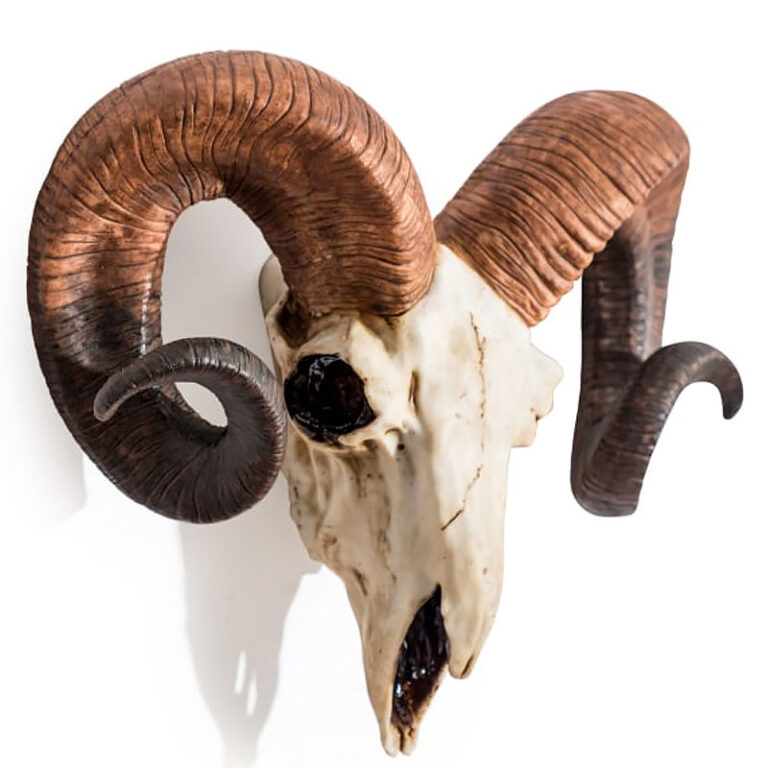 Boho Resin Ram Skull Head Wall Decor 41cm | Picture Perfect Home